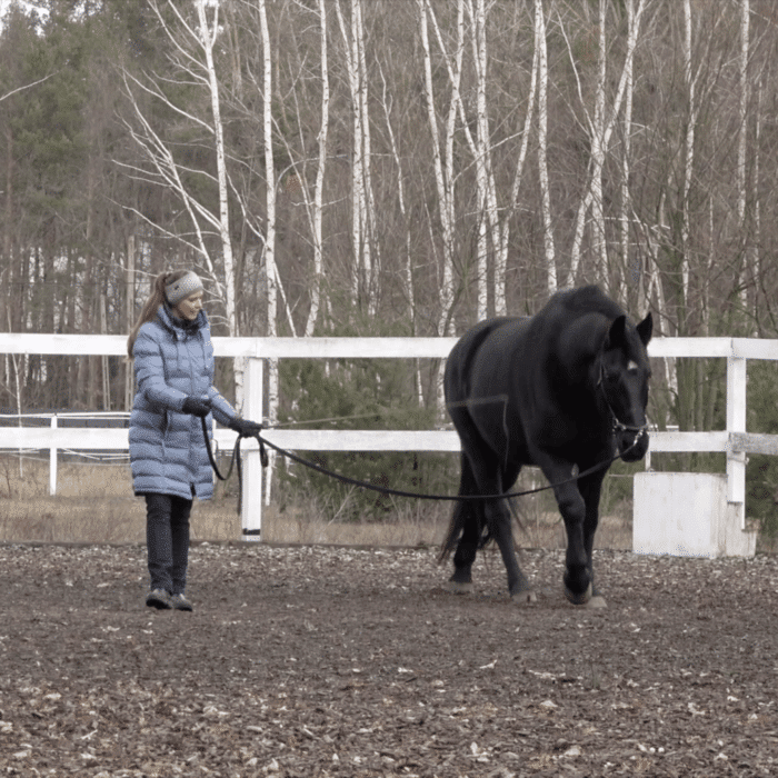 Fokus an der Longe – online-reitschule